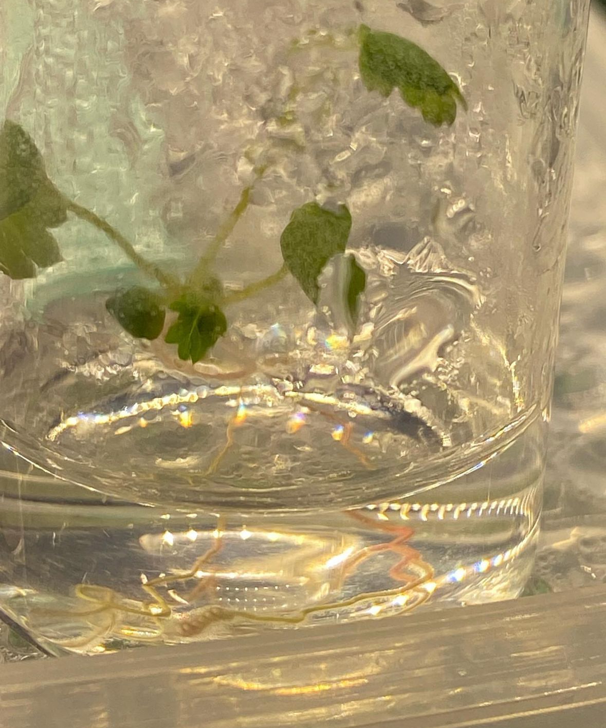 Strawberries: Does bigger mean better? – Urban Ag News Strawberries: Does bigger mean better? – Urban Ag News